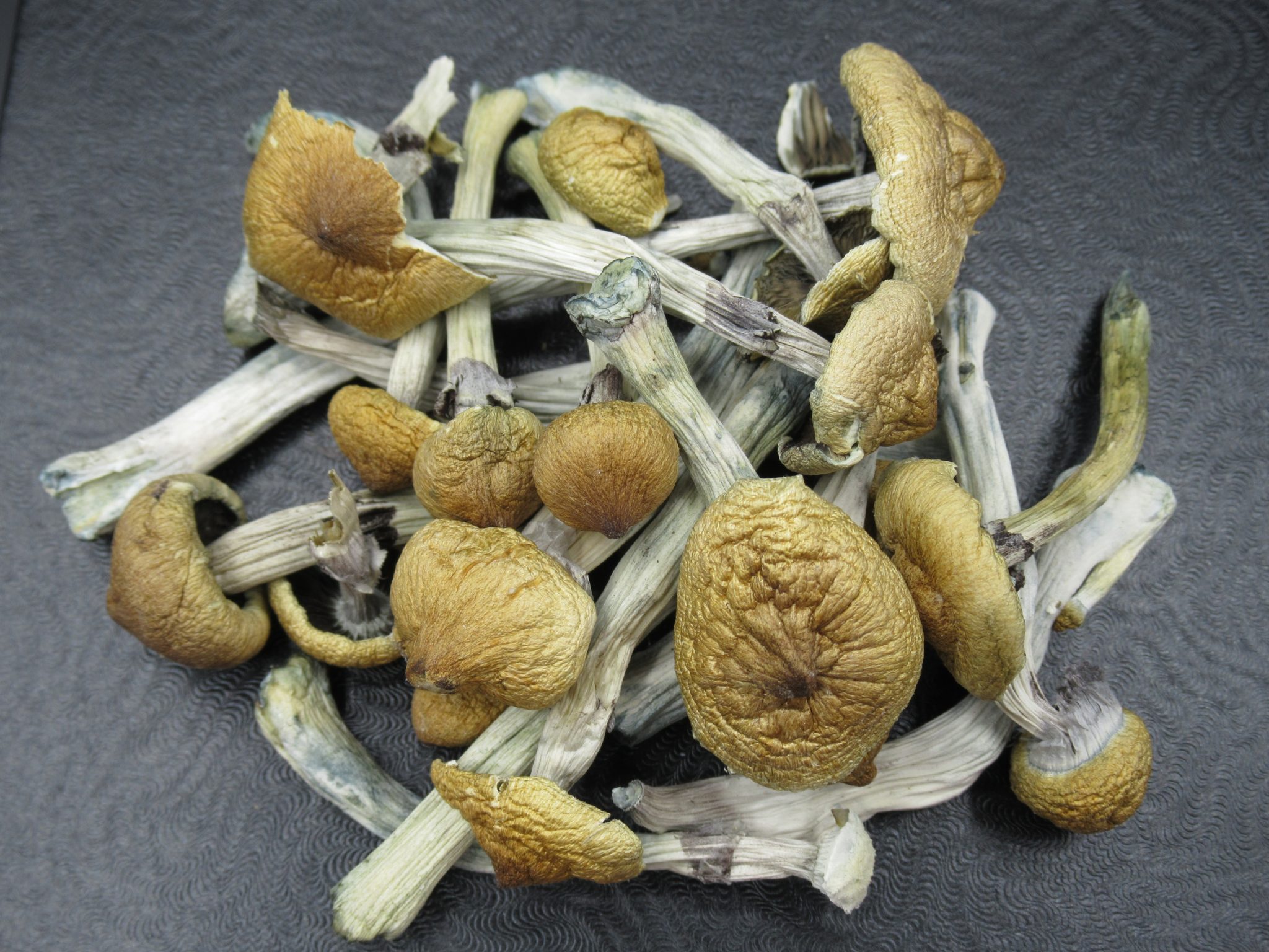 Magic Mushrooms-Koh Samui aka KSSS - BudBuddy