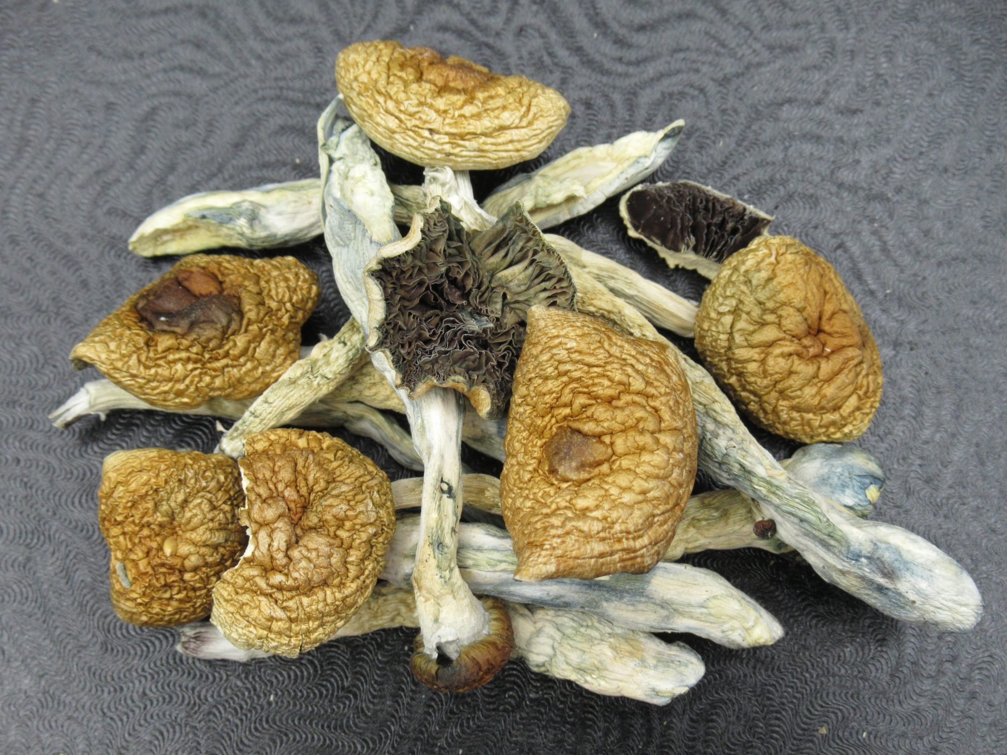 25mg Microdose Mushroom Capsules - BudBuddy 2022